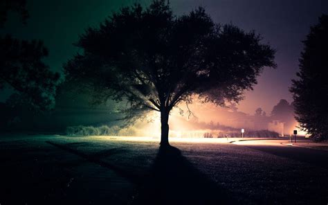Night Tree Wallpapers Top Free Night Tree Backgrounds Wallpaperaccess