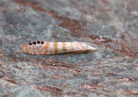 Order Trichoptera Ent 425 General Entomology