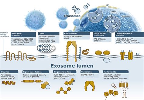 Exosomes Genetex
