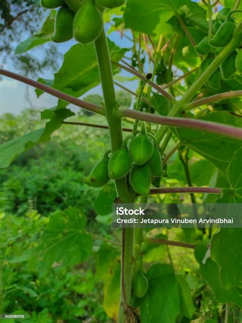 Cakar Iblis Cakar Harimau Iceplant Kakanasa Baghnakh Hatha Jodi Ulat