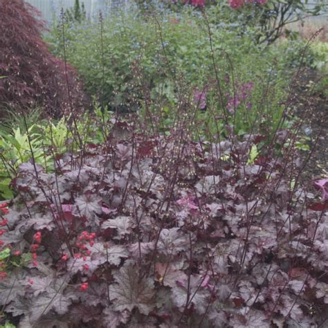 Heuchera Amethyst Myst Copf Perennial Resource