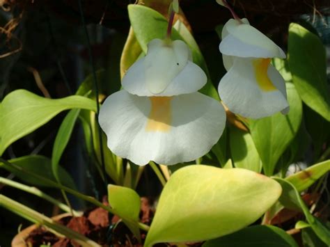 UTRICULARIA ALPINA Jacq. – bublinatka horská | BOTANY.cz