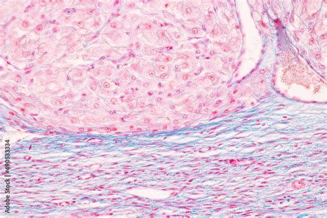 Anatomy And Histological Ovary Testis And Sperm Human Cells Under