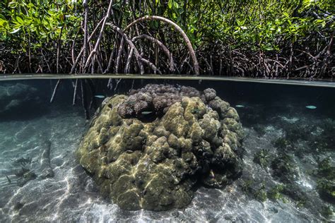 Mangroves In Coral Reefs Madagascar Coral Reef Network A