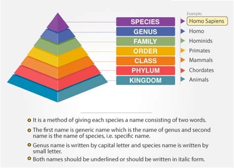 Binomial Nomenclature Definition Rules And Importance