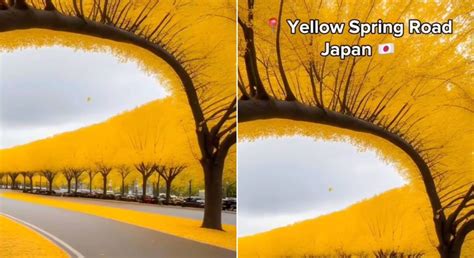 Japans Yellow Spring Road Is So Beautiful It Doesnt Feel Real