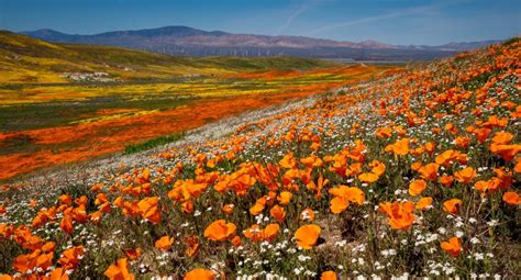 Everything Confirmed About Socals Superbloom And Where To See It