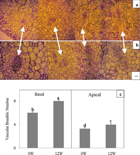 Increase In The Number And The Size Of Vascular Bundles In Edge Basal Download Scientific