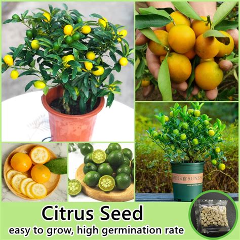 Mixed Citrus Seed Fruit Seeds For Planting 40 Seeds Bonsai Fruit Tree