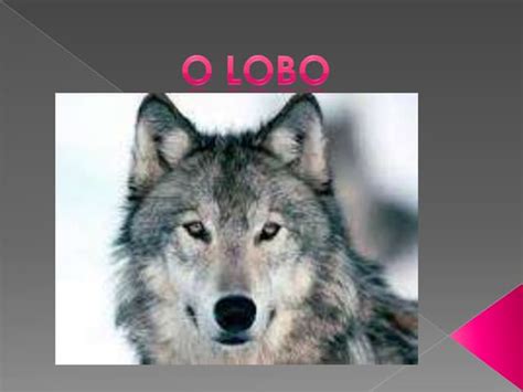 Lobo Matilde Pptx