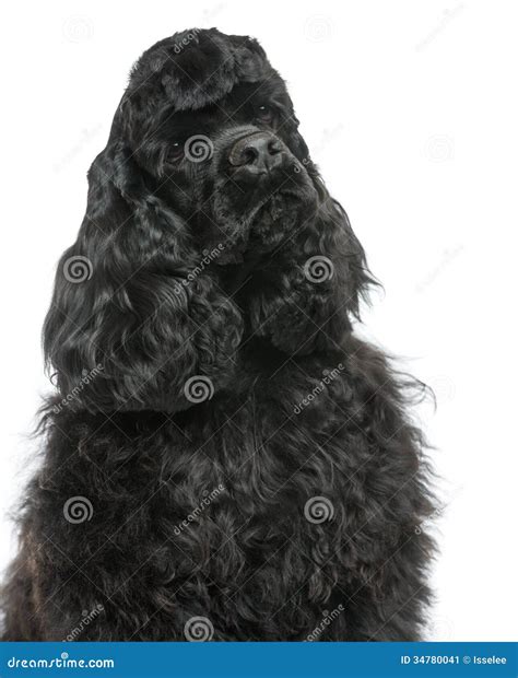 Close Up Of An English Cocker Spaniel Looking Away Isolated Stock