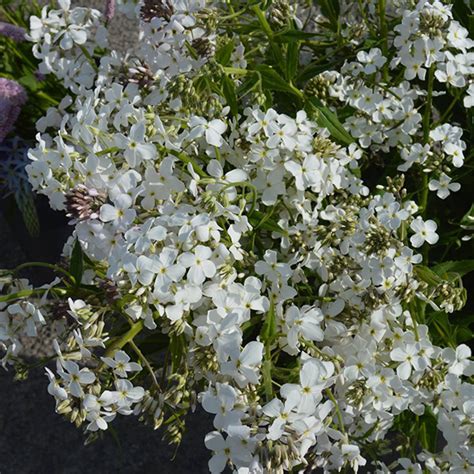 Lychnis Viscaria Snow Cloud Slovensketrvalky Sk