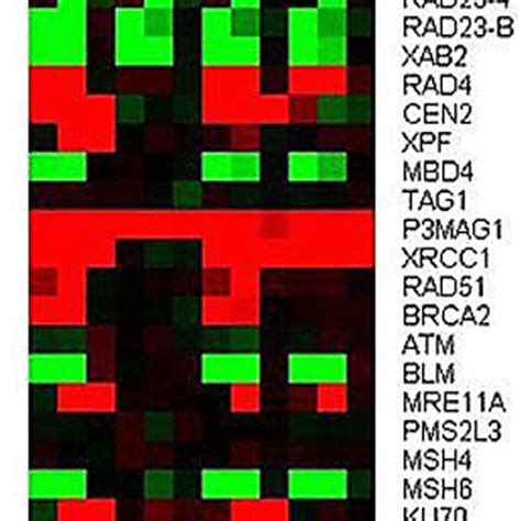 Heat Map Of Expression Profiles Of Dna Repair Genes Under Different Download Scientific Diagram