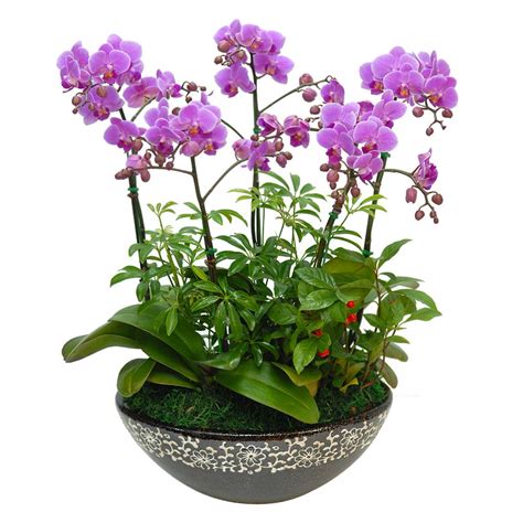 Phalaenopsis Orchid