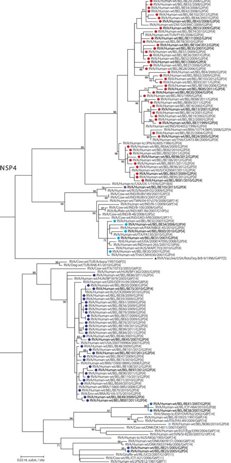 maximum likelihood tree of the nsp4 gene belgian g2p[4] rotaviruses