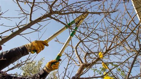 How To Grow A Hackberry Tree From Site Selection To Care And