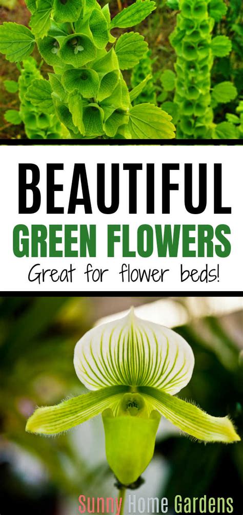 15 Beautiful Green Flowers For Your Flower Garden Sunny Home Gardens