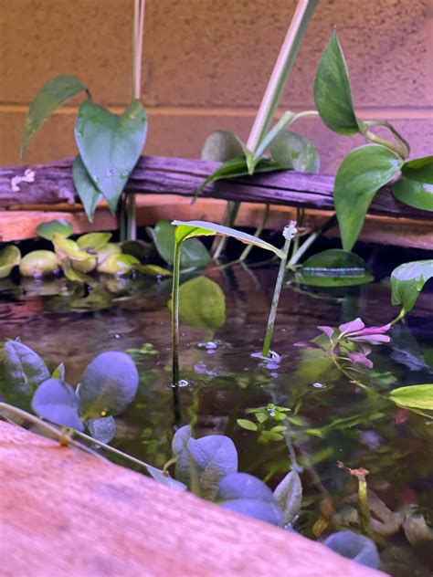 Fertilizer Question Raquariums