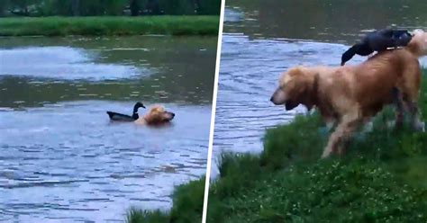 Un Canard Sauvage Rencontre Un Chien Et Ils Deviennent Les Meilleurs