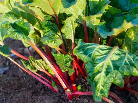 Rhabarber Barbara Nachfolger