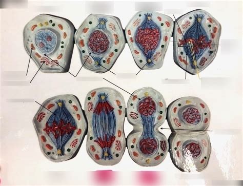 Mitosis Diagram Quizlet