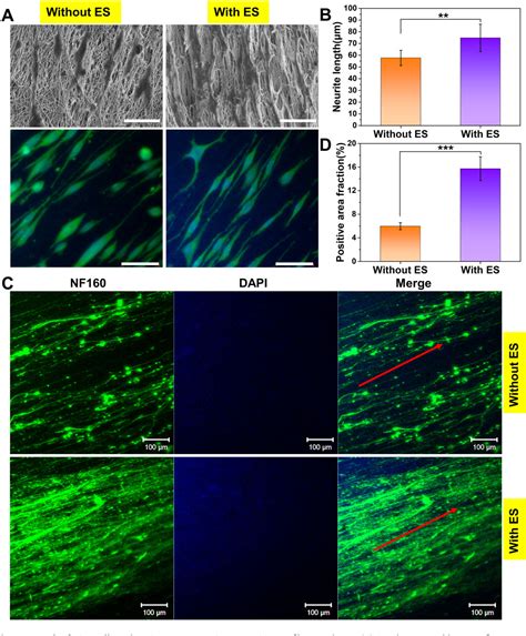 Figure 1 From Regulation Of Nerve Cells Using Conductive Nanofibrous