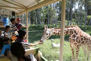 Zoológico Guadalajara Costos Paquetes Cómo Llegar Grupo Milenio