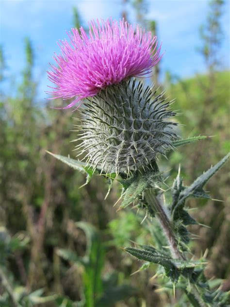 Cassie Liversidge Scottish Thistle Plants Plants Online Garden