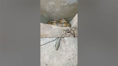 Python On The Ceilingshortsvideo Youtube