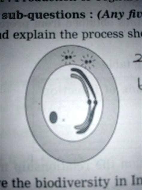 Solved Label The Diagram And Explain The Process Shown In The Diagram