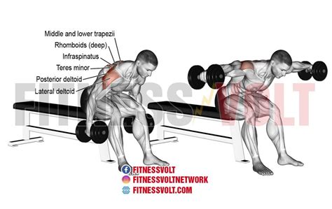 Do Seated Rows Work Rear Delts At William Stork Blog
