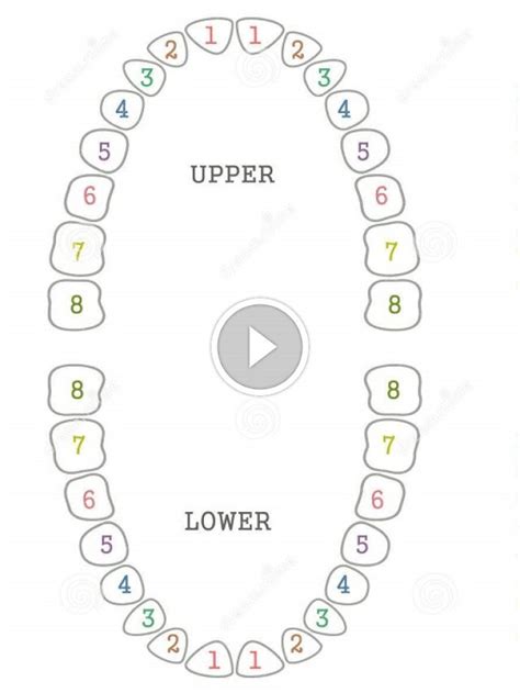 Understanding Teeth Numbering 4 Quadrants And Key Name