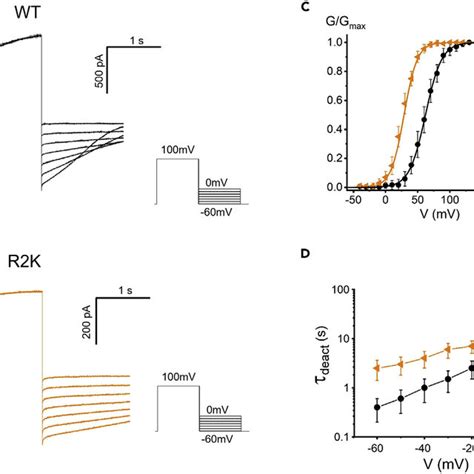 Effects Of Charge Conserving Mutation Of R3 On The Open State Of The
