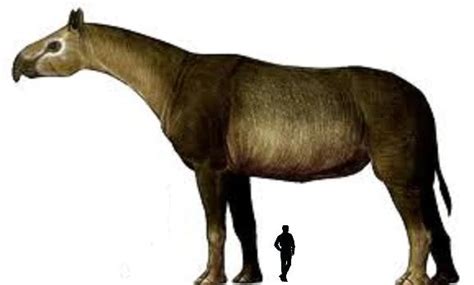 Paraceratherium Wiki Prehistórico