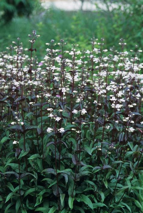 Penstemon Digitalis Husker Red Beardtongue From Colesville Nursery