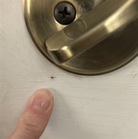 Itty Bitty Spiderbro Rspiderbro