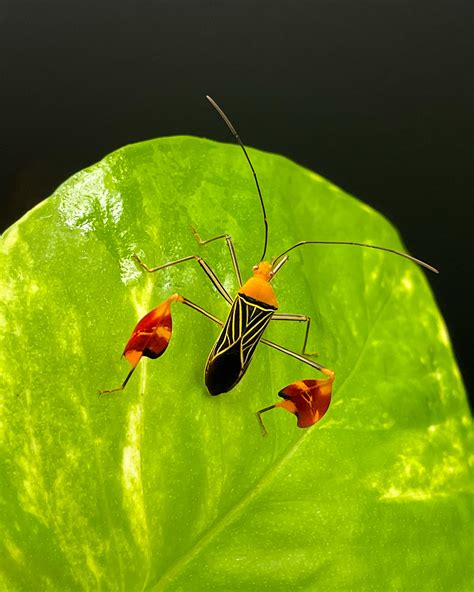 Исследование показывает что поведение жуков матадоров размахивающих флагами вероятно не