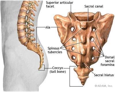 Human Tail Vestigial
