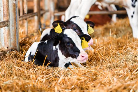 Scour Management Keeping Newborn Calves Hydrated Agrilandie