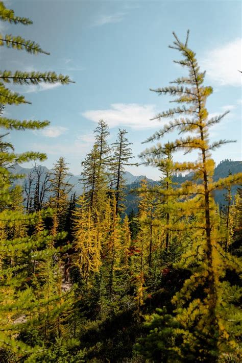 Stunning Fall Autumn Yellow Green Colors Of Beautiful Larch Trees On Maple Pass Hike In The High