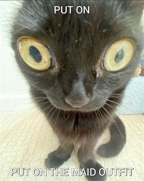Jinxy Cat