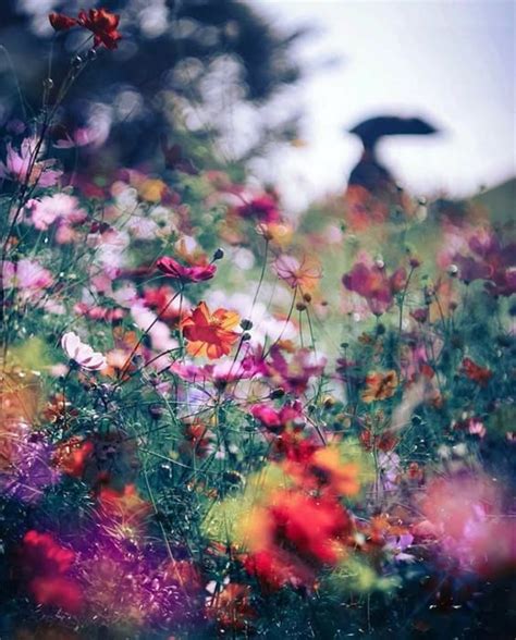 Lenjeu Des Couleurs Se Défiler Ou Défiler Eilea Fuller