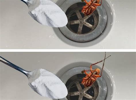 This Trick Solves The Cockroach Problem In Your House Forever