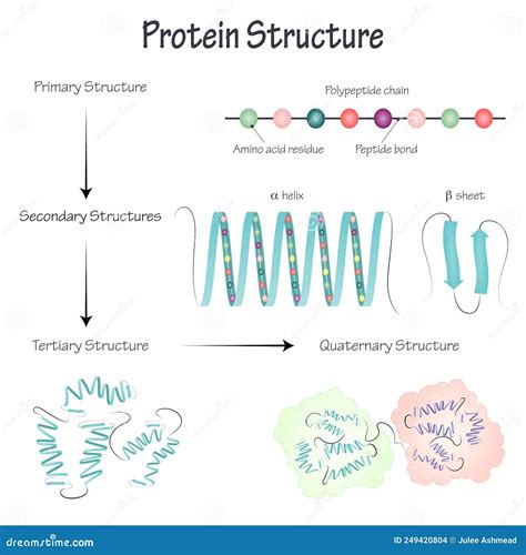 Vector Illustration Diagram Of The Different Types Of Protein Structures Stock Vector