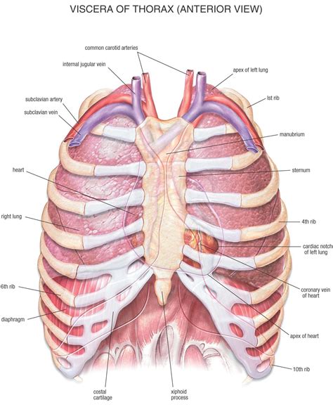 Anatomy Of Chest Anatomy Chest Anatomy Drawing Diagram
