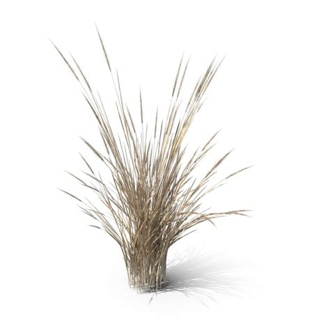 Dry Wheatgrass Clump 3d Incl Wheatgrass And Clump Envato
