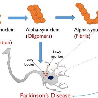 A Schematic Diagram Of Alpha Synuclein Mediated Mobilization Of Download Scientific Diagram