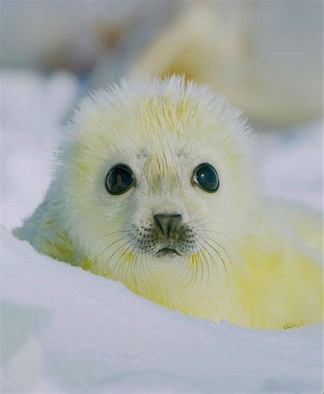 Harp Seal Pup On Ice Floe In Quebec Canada