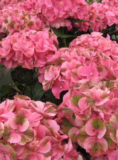 Hydrangea Macrophylla Elegance™