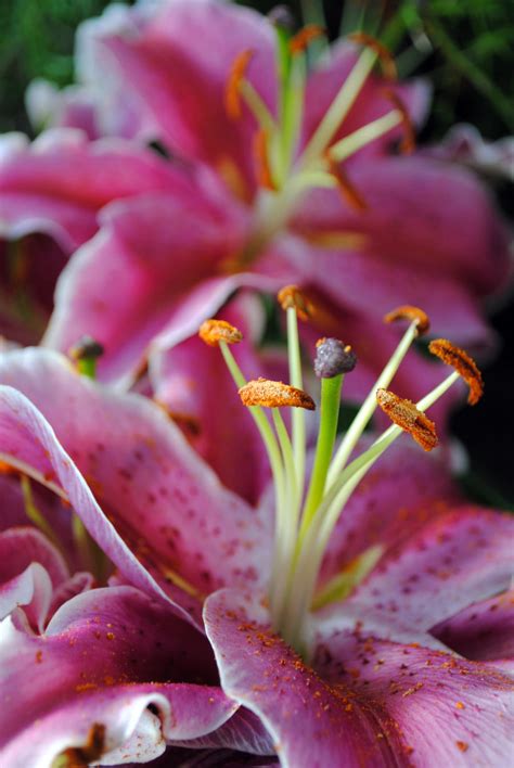 Lily Dust By Fosspathei On Deviantart